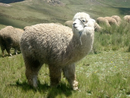 Alpaca: características, hábitat, reproducción, comportamiento