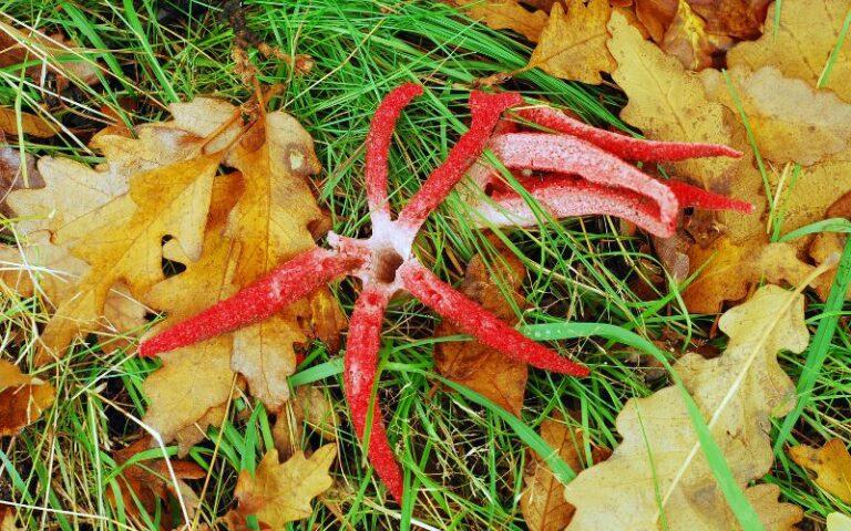 Clathrus archeri: qué es, características, hábitat, reproducción, nutrición
