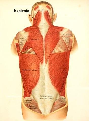 Músculo esplenio: qué es, origen, funciones y trastornos