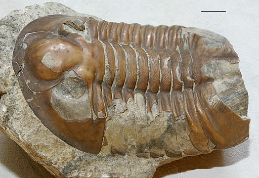 Paleobiología: qué es, historia, especialidades, descubrimientos
