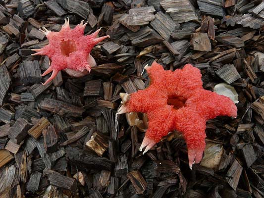 Aseroë rubra: qué es, características, hábitat, reproducción, nutrición