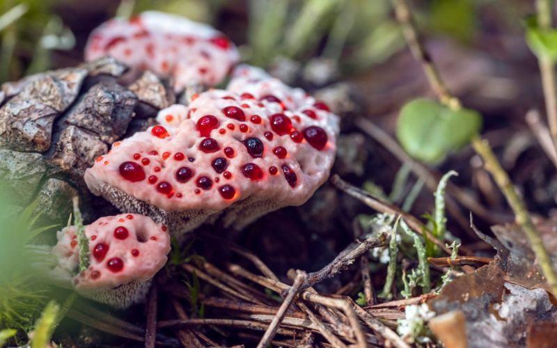 Hydnellum peckii: qué es, características, hábitat, nutrición