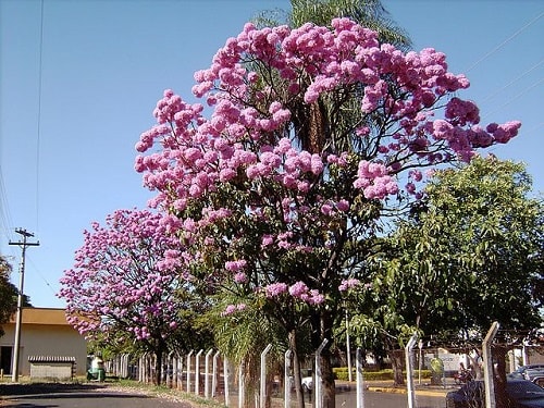 Lapacho rosado: qué es, características, hábitat, propiedades, usos