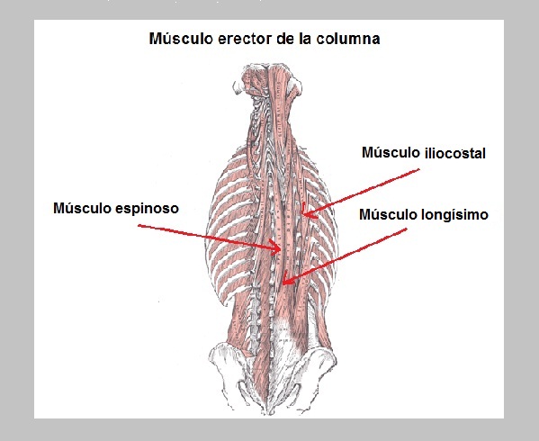 Músculo Erector De La Columna Origen Funciones Síndromes