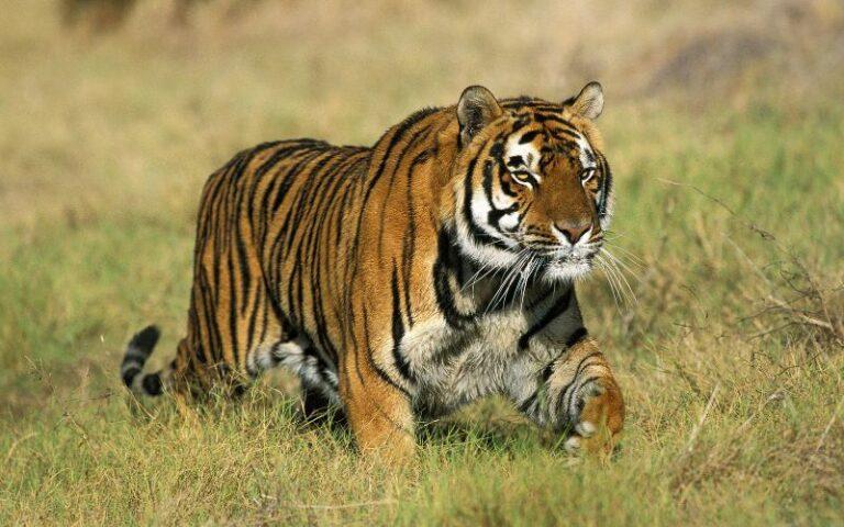 Tigre de Bengala: qué es, características, hábitat, comportamiento