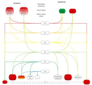 Plexo sacro: qué es, características, ubicación, función y trastornos