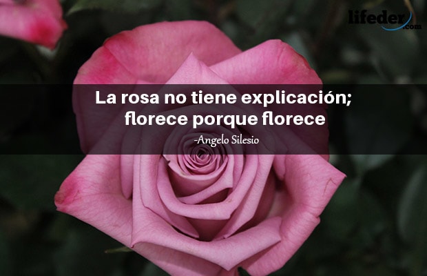 Las 110 mejores frases sobre las rosas (muy románticas)