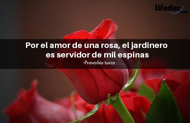Las 110 mejores frases sobre las rosas (muy románticas)