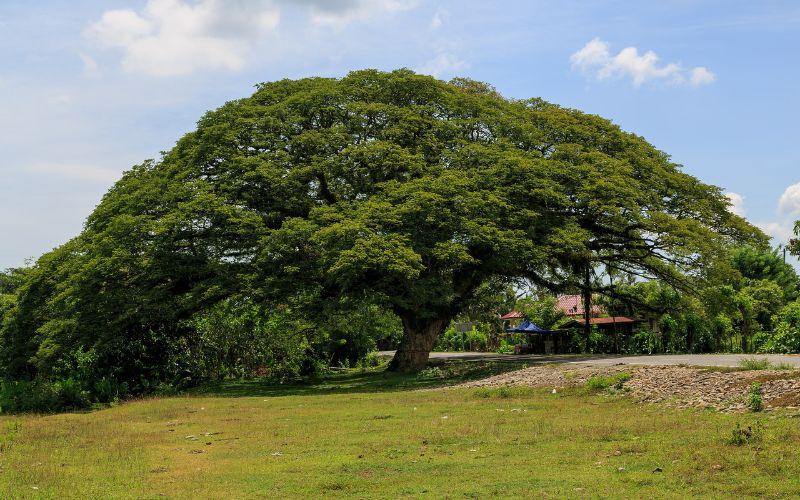 Samanea saman: qué es, características, hábitat, usos y cuidados