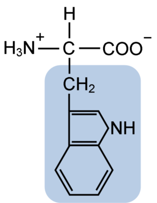 Triptófano: características, estructura, funciones, beneficios