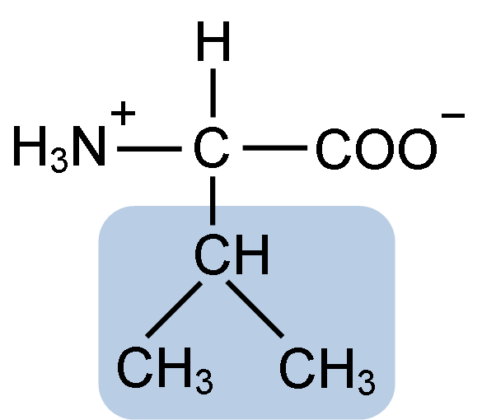 Valina: características, funciones, alimentos ricos, beneficios