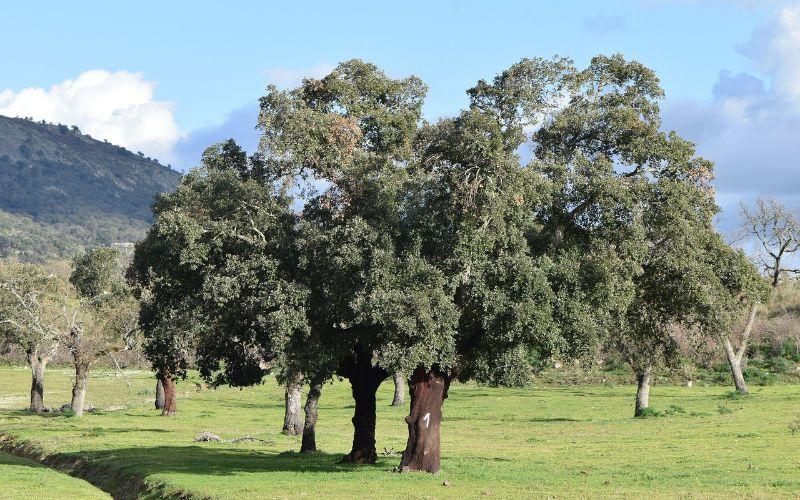 Alcornoque: qué es, características, hábitat, cultivo, usos