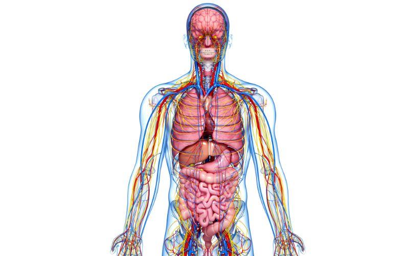 Anatomía descriptiva: qué es, historia, objeto de estudio, métodos