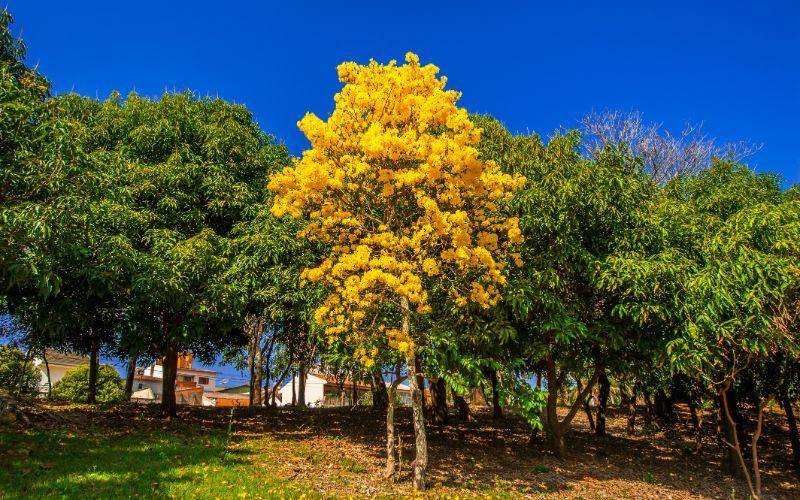 Araguaney: qué es, características, hábitat, cuidados, usos