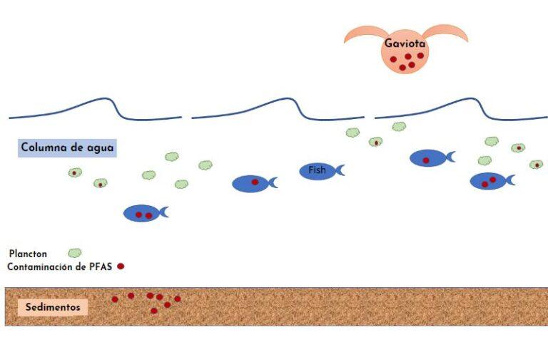 Bioacumulación: qué es, proceso, antecedentes, problemas derivados