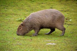 Los 21 Animales de Brasil Más Destacados