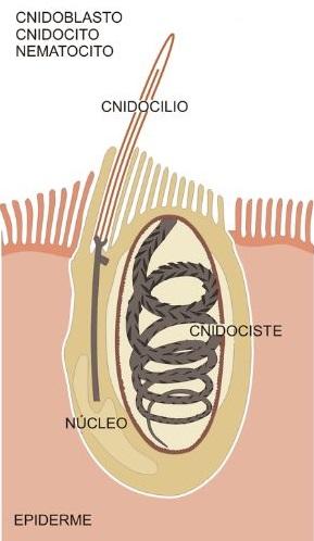 Cnidocitos: qué son, características, funciones, tipos
