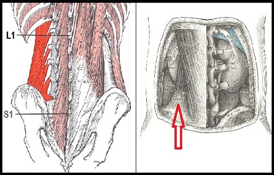 Cuadrado lumbar: origen, inserción, funciones, trastornos