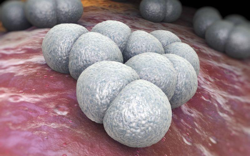 Diplococos: qué son, características, morfología y tipos