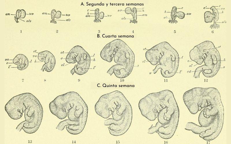 Embriología: qué es, historia, ramas y etapas del desarrollo