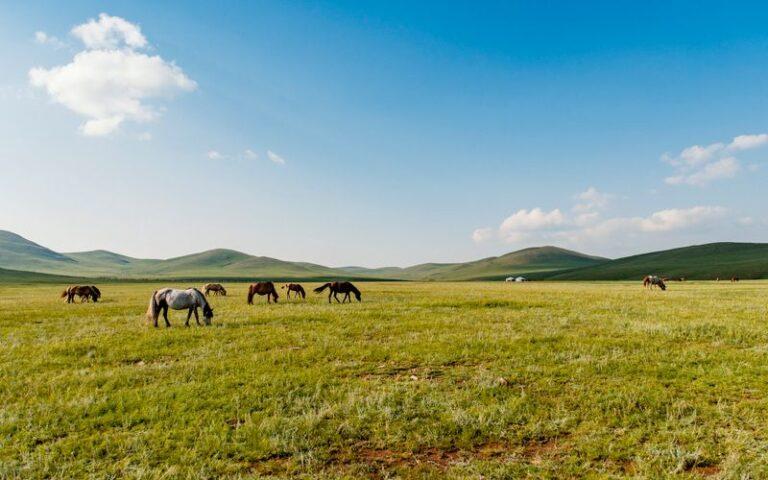 Estepa: qué es, características, tipos, clima, flora, fauna, ejemplos
