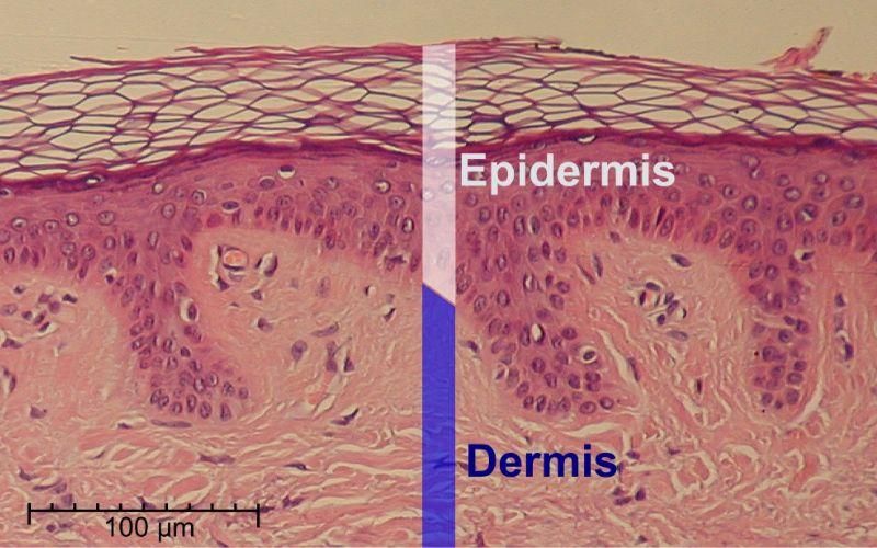 Estrato basal: qué es, características y funciones