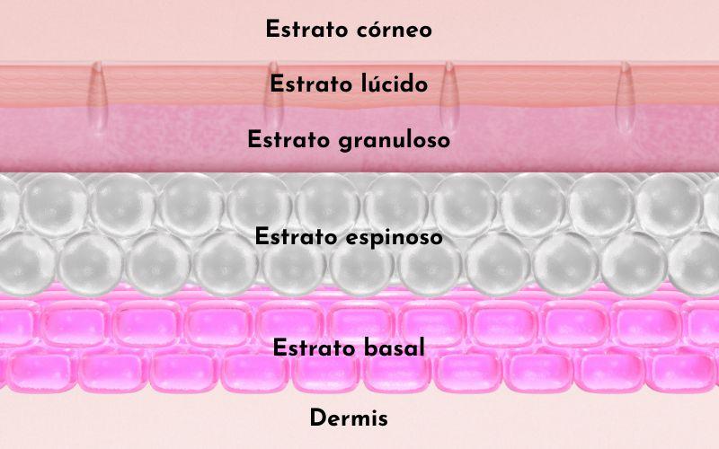 Estrato espinoso: qué es, características, histología, funciones