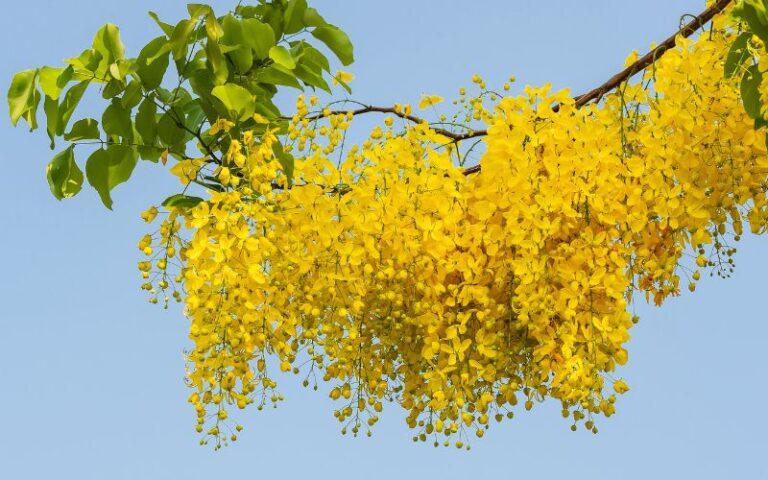 Cassia fistula: qué es, características, hábitat y usos
