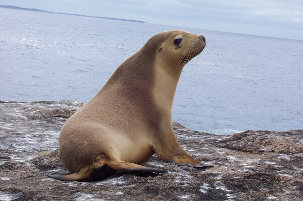 León marino: características, hábitat, reproducción