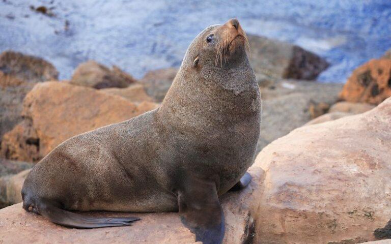León marino: qué es, características, hábitat, reproducción