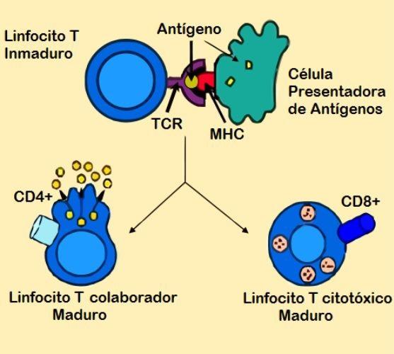 Linfocitos T citotóxicos: qué son, características, estructura, funciones