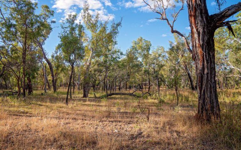 Matorral: qué es, características, clima, flora, fauna, ejemplos