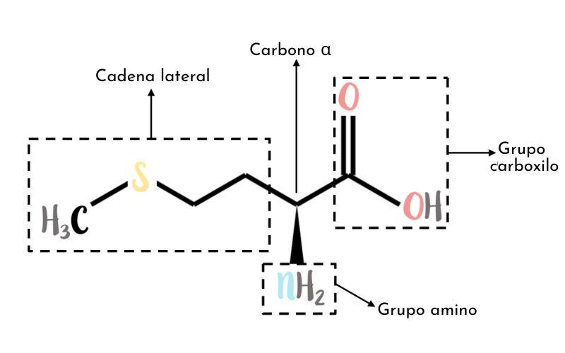 Metionina: qué es, características, estructura, funciones, biosíntesis
