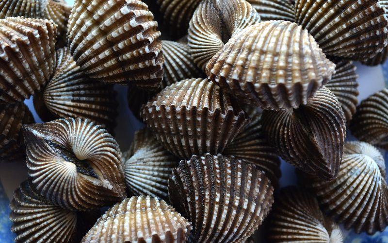 Moluscos: qué son, características, hábitat, reproducción, ejemplos