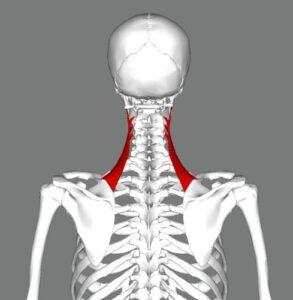 Músculo elevador de la escápula: qué es, características, funciones