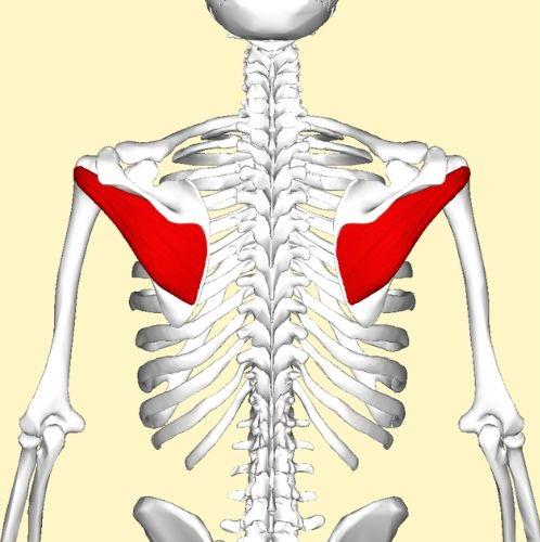 Músculo infraespinoso: qué es, características, funciones y trastornos