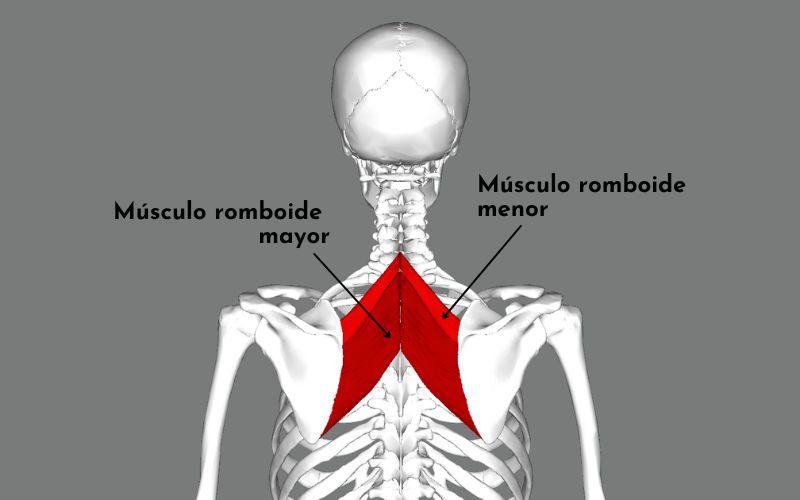 Múculos romboides menor y mayor: qué son, características, funciones