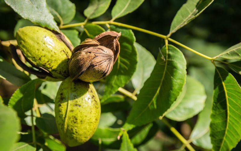 árbol De Nuez Pecana