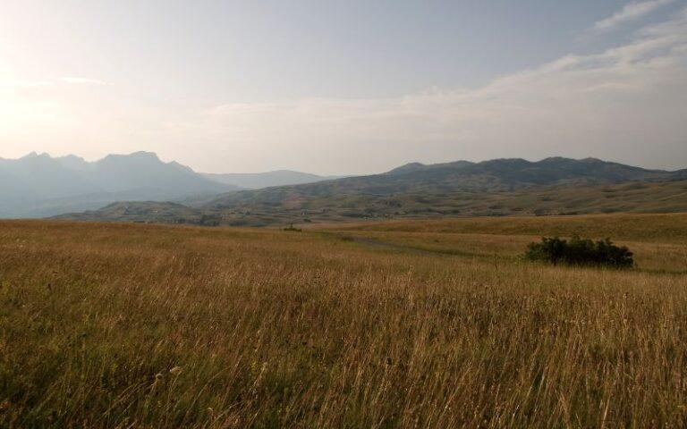 Pastizales: qué son, características, tipos, flora, fauna, clima y ejemplos