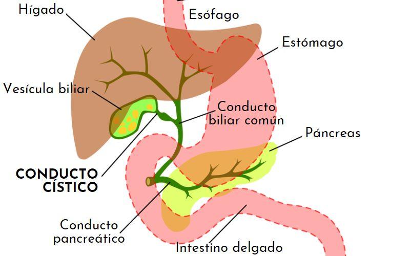 Anatomía Del Conducto Cístico