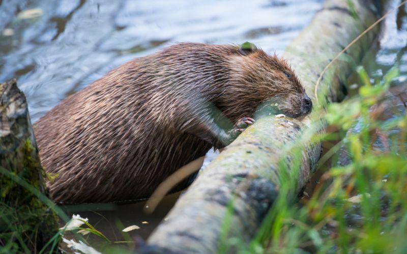 Castor: qué es, características, hábitat, reproducción, alimentación
