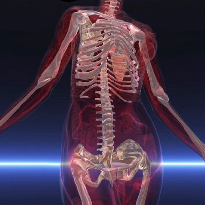 Anatomía descriptiva: concepto, historia, objeto de estudio, métodos