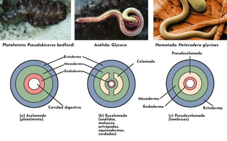 Triblásticos: qué son, características, formación, grupos