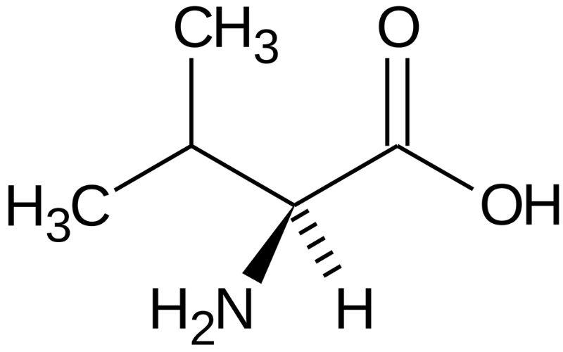 Valina: qué es, características, estructura, funciones, alimentos