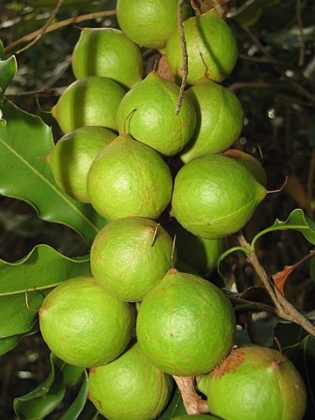 Macadamia: qué es, características, hábitat, beneficios, usos, cultivo