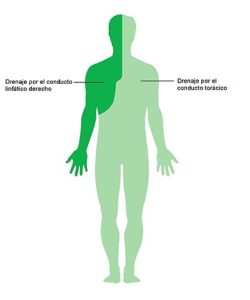 Cisterna de Pecquet o del quilo: qué es, descripción