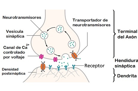Tipos de neuronas: qué son, funciones y características