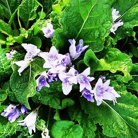 Mandrágora: qué es, características, hábitat, distribución, usos