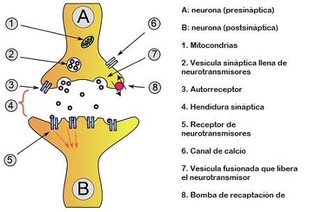 Tipos de neuronas: qué son, funciones y características
