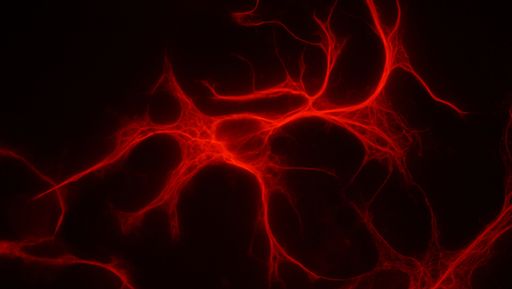 Astrocitos: qué son, histología, tipos, funciones, significado clínico